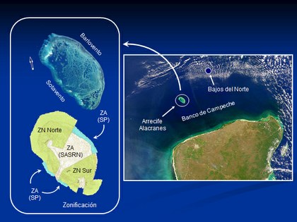 Arrecife Alacranes: ¿un santuario marino para los meros? — ecologica