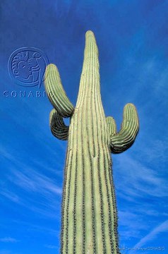 El alfabeto de los sahuaros — ecologica